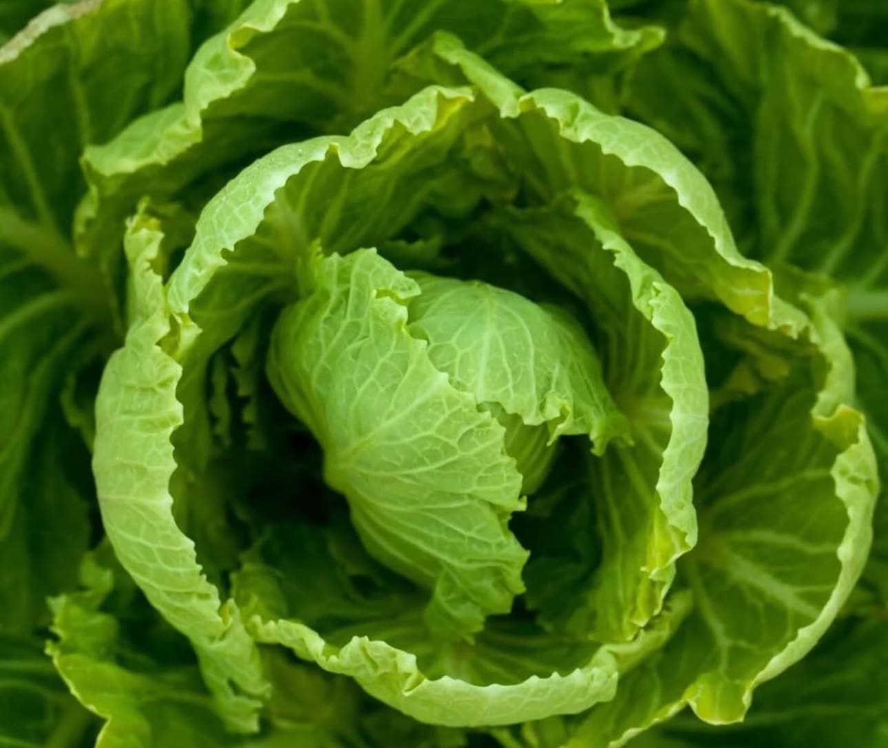 FDA Reportedly Failed To Publicize Deadly Lettuce E. Coli Outbreak That ...