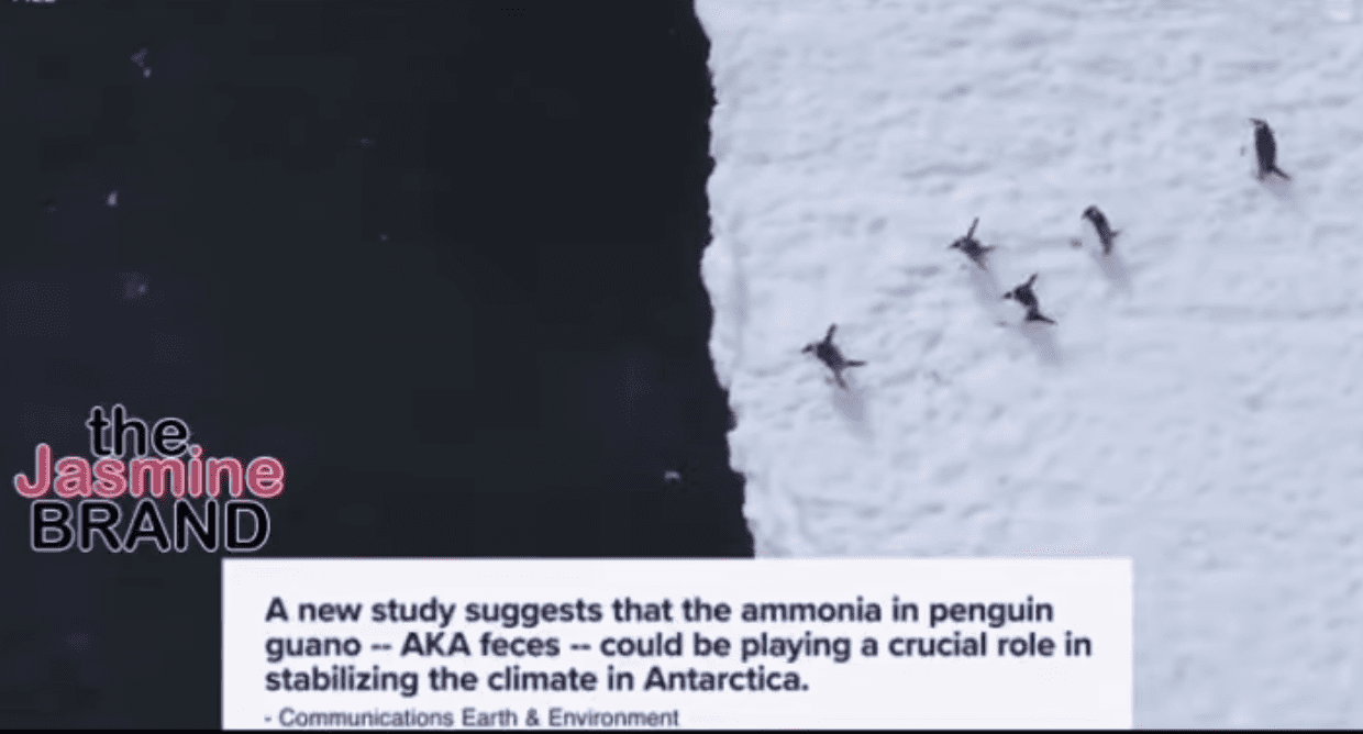 Penguin Poop Might Help Fight Climate Change By Creating Cooling Clouds ...